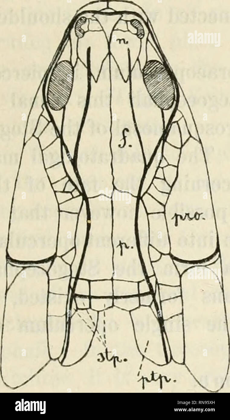 . Anatomischer Anzeiger. Anatomy, Comparative; Anatomy, Comparative ...
