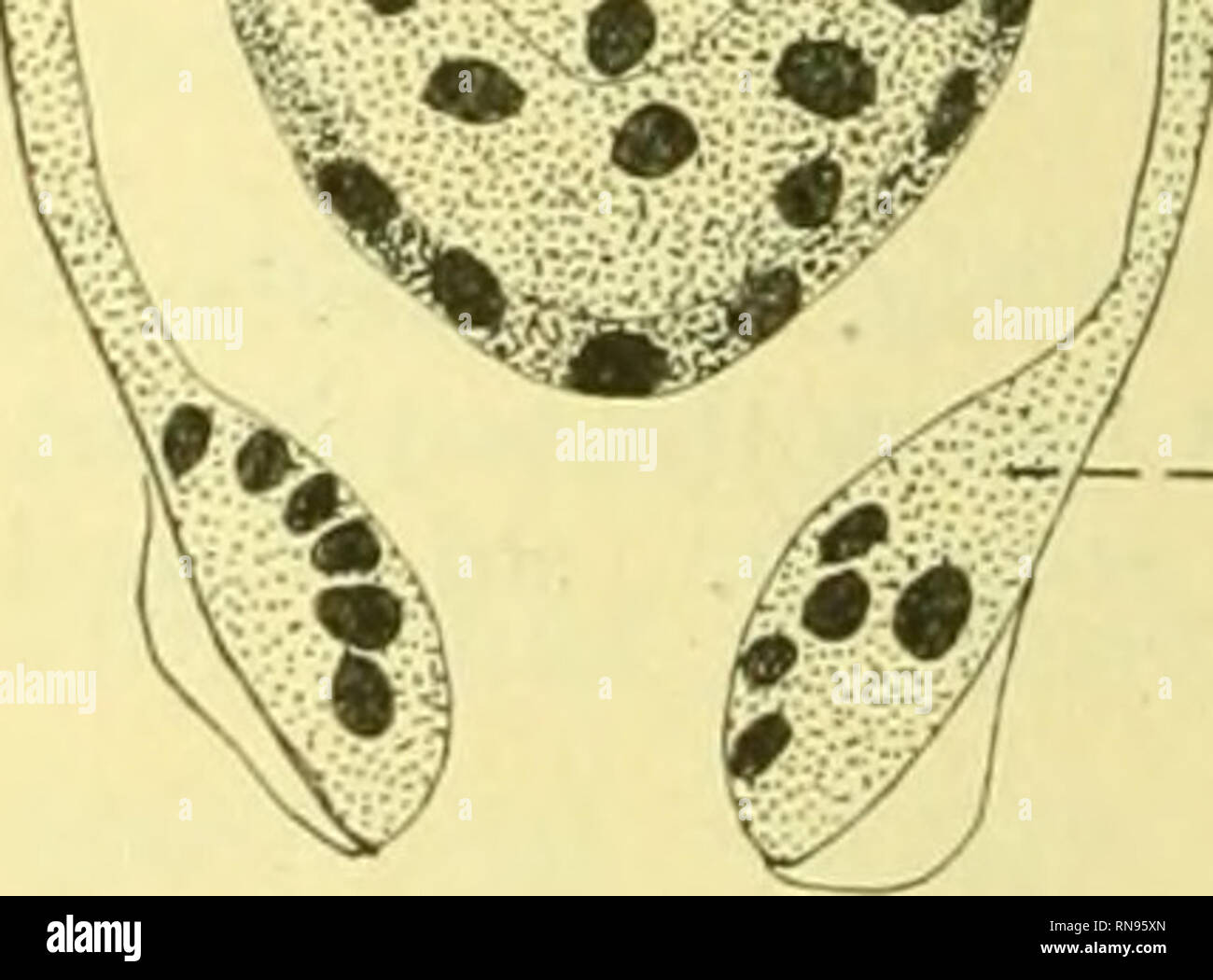 . Anatomischer Anzeiger. Anatomy, Comparative; Anatomy, Comparative ...