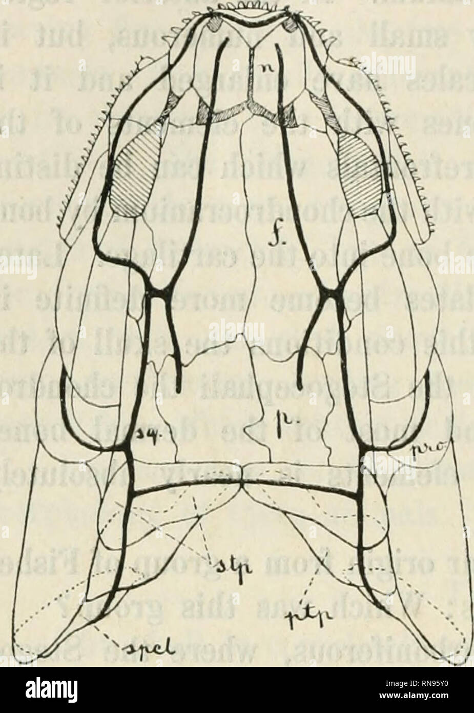 . Anatomischer Anzeiger. Anatomy, Comparative; Anatomy, Comparative ...