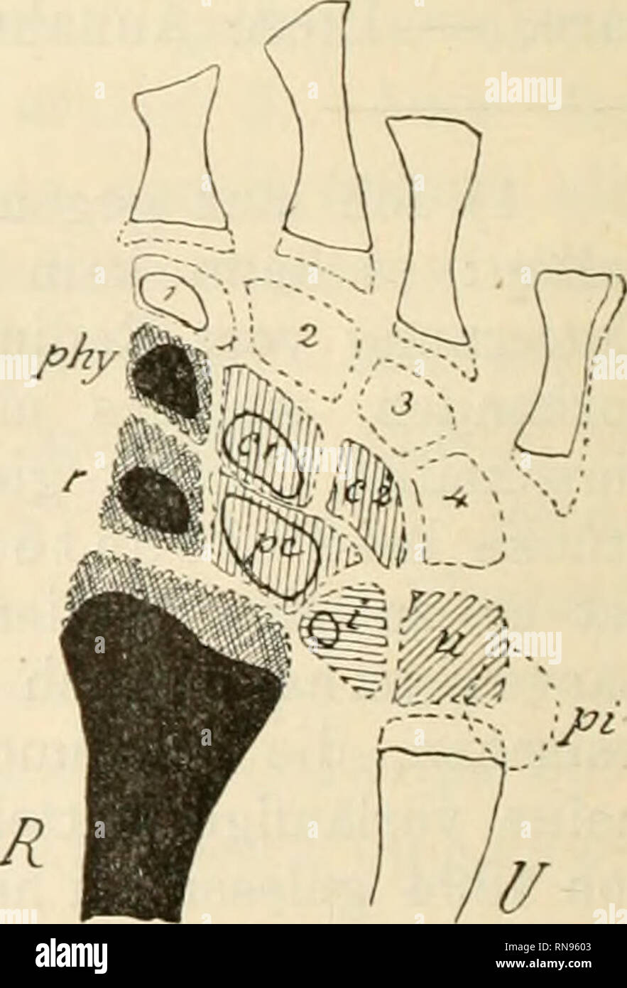 . Anatomischer Anzeiger. Anatomy, Comparative; Anatomy, Comparative ...