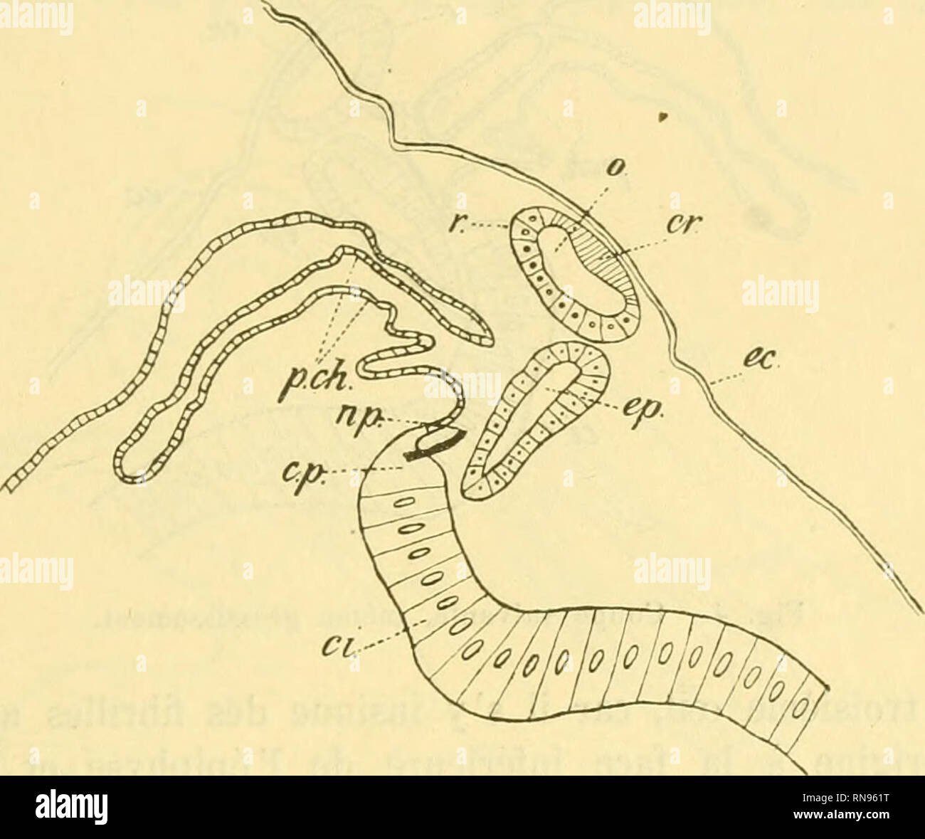 Cellules ancestrales hi-res stock photography and images - Alamy