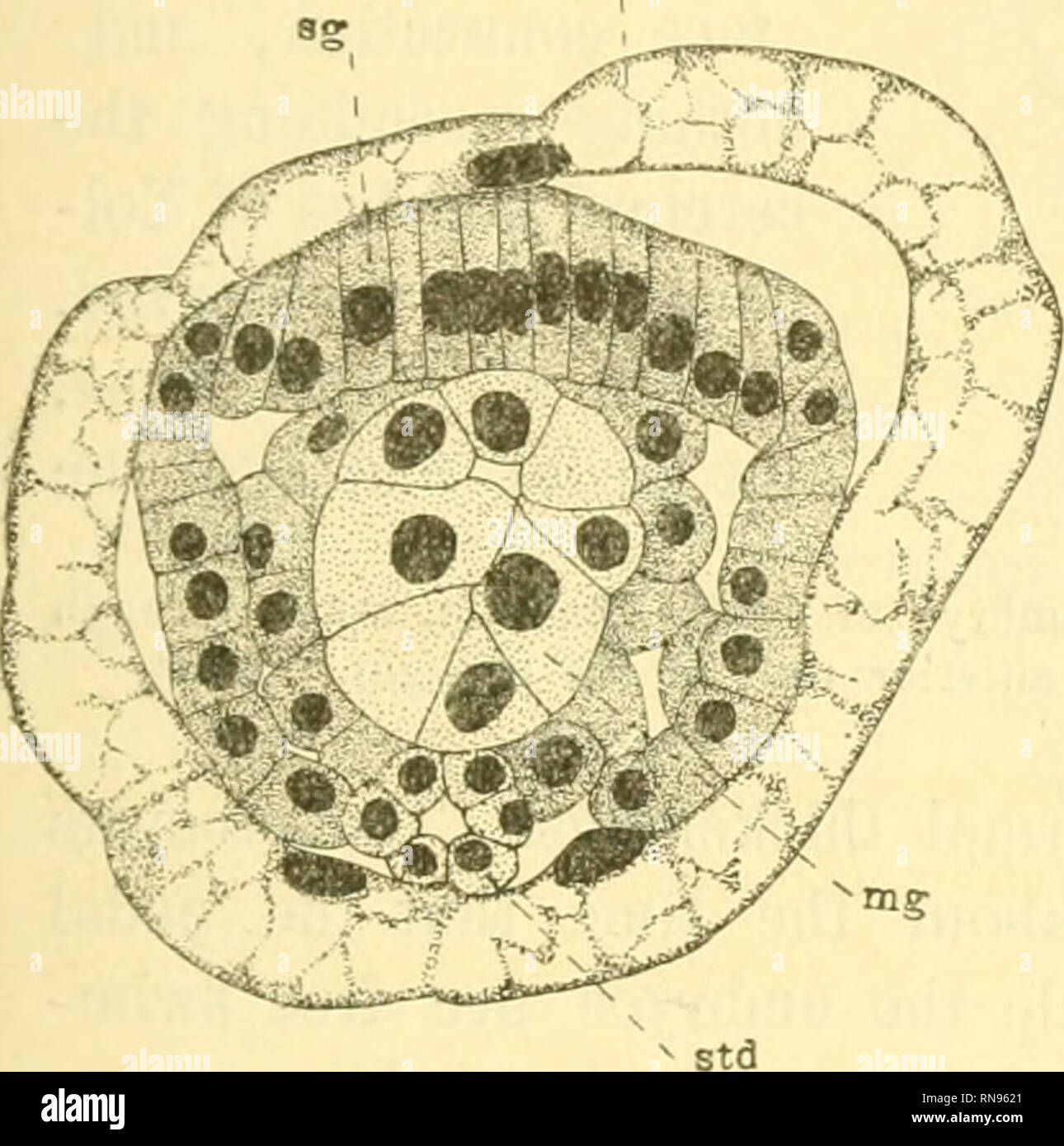 . Anatomischer Anzeiger. Anatomy, Comparative; Anatomy, Comparative ...