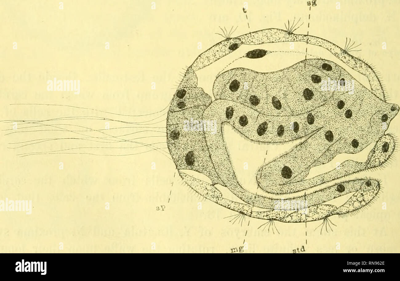 Eg embryo hi-res stock photography and images - Alamy