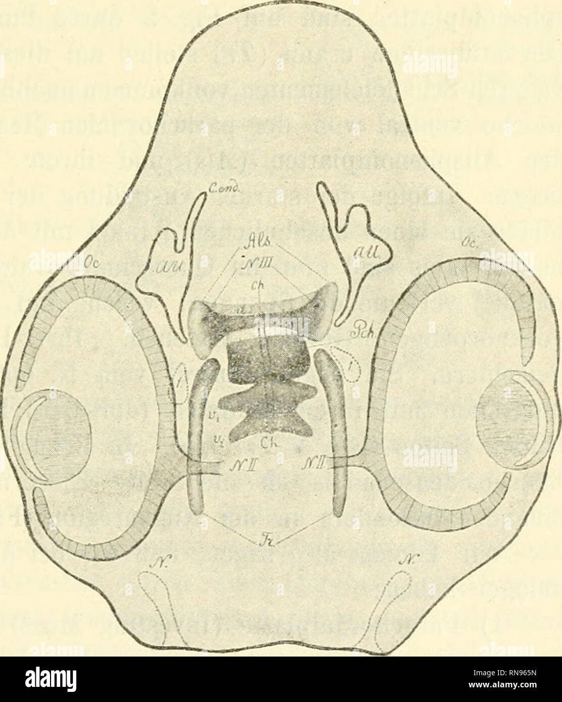 Gecko anatomy hi-res stock photography and images - Alamy