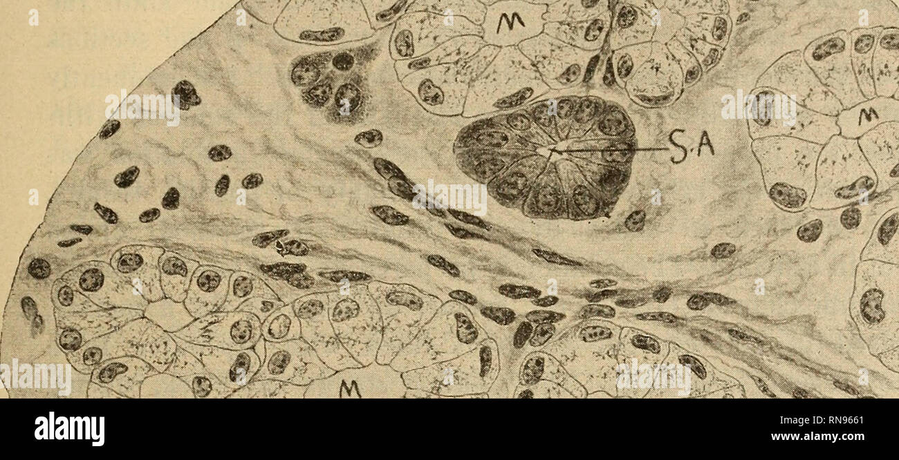 . Anatomischer Anzeiger. Anatomy, Comparative. 499 of the terminal ...