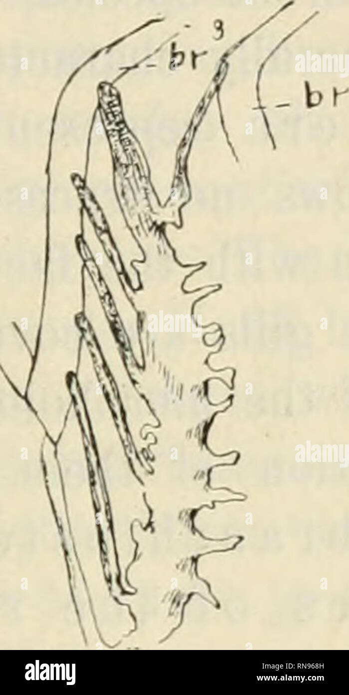 . Anatomischer Anzeiger. Anatomy, Comparative; Anatomy, Comparative ...