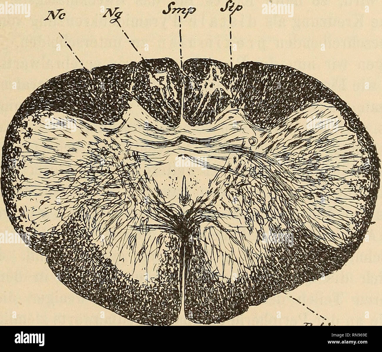 Nucleus cuneatus hi-res stock photography and images - Alamy