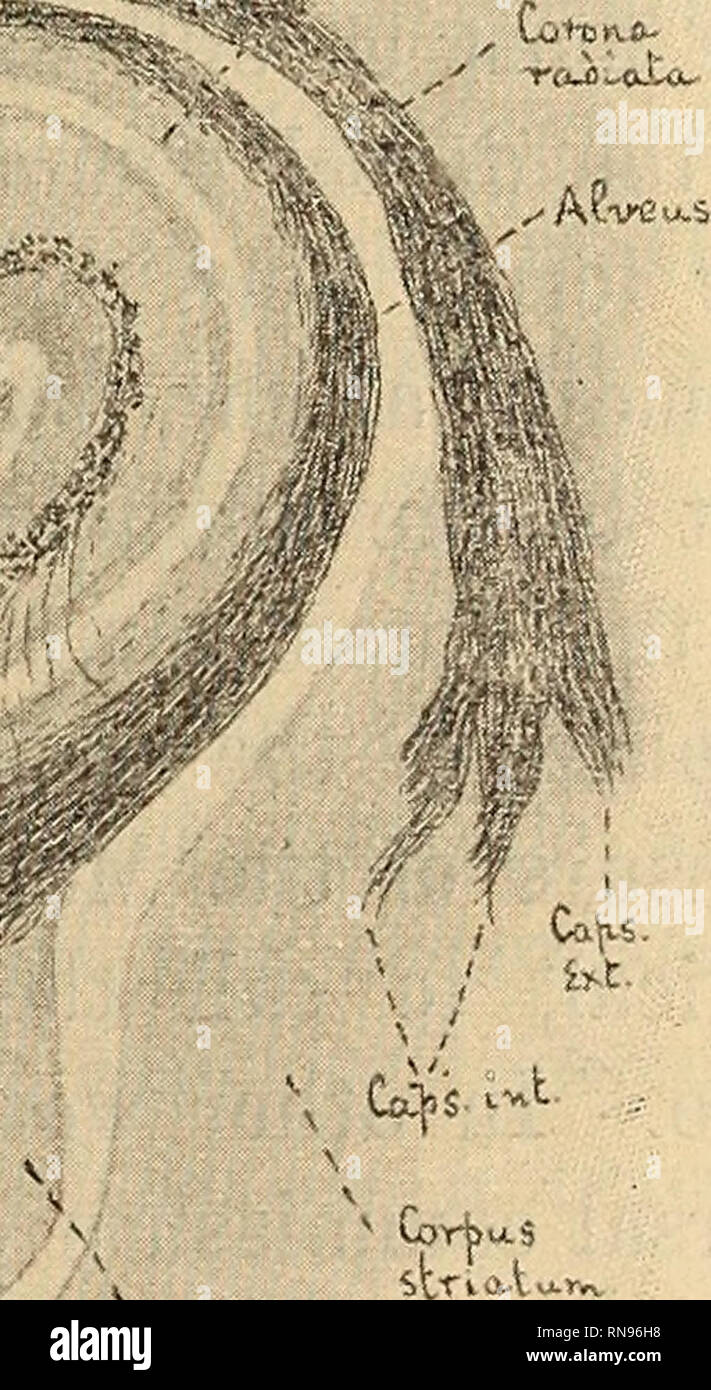 Hippo anatomy hi-res stock photography and images - Alamy