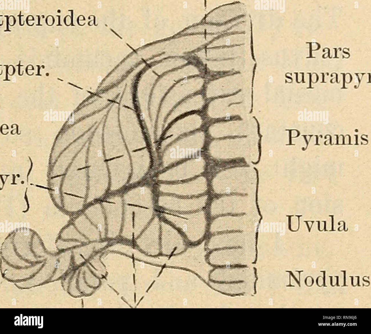 Pteroid hi-res stock photography and images - Alamy