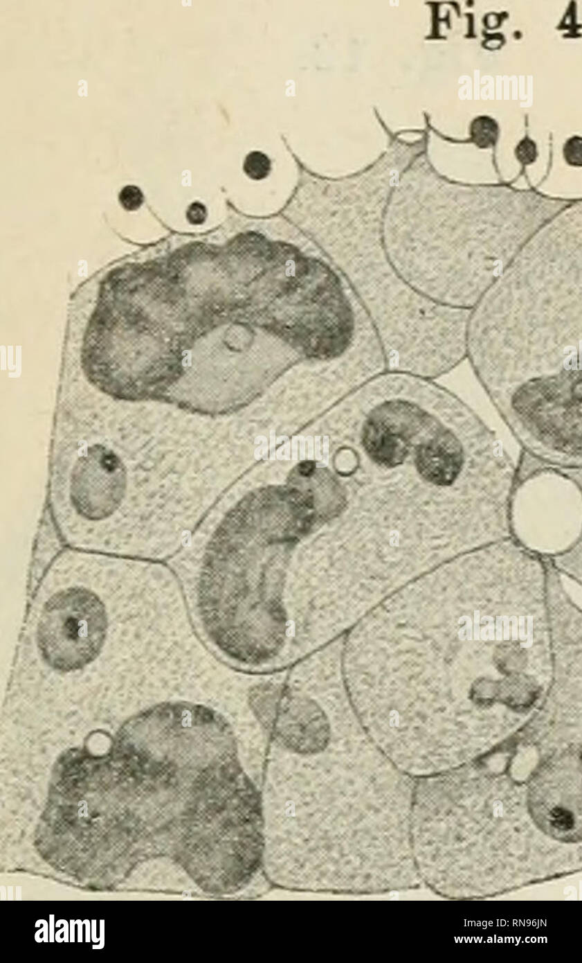 . Anatomischer Anzeiger. Anatomy, Comparative; Anatomy, Comparative ...