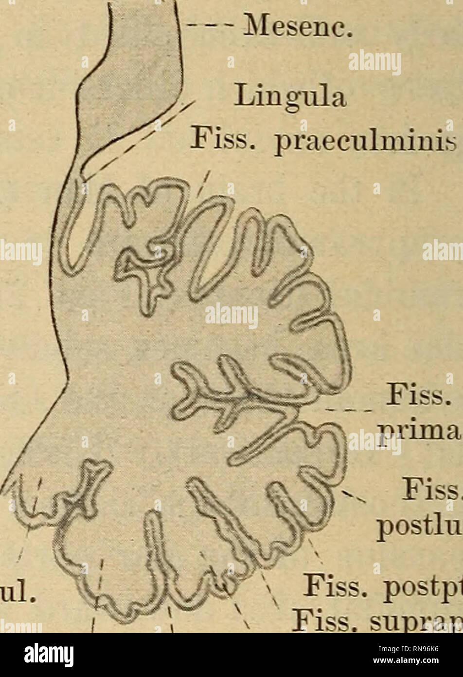 . Anatomischer Anzeiger. Anatomy, Comparative. Fiss. parapyr. Uvula ...