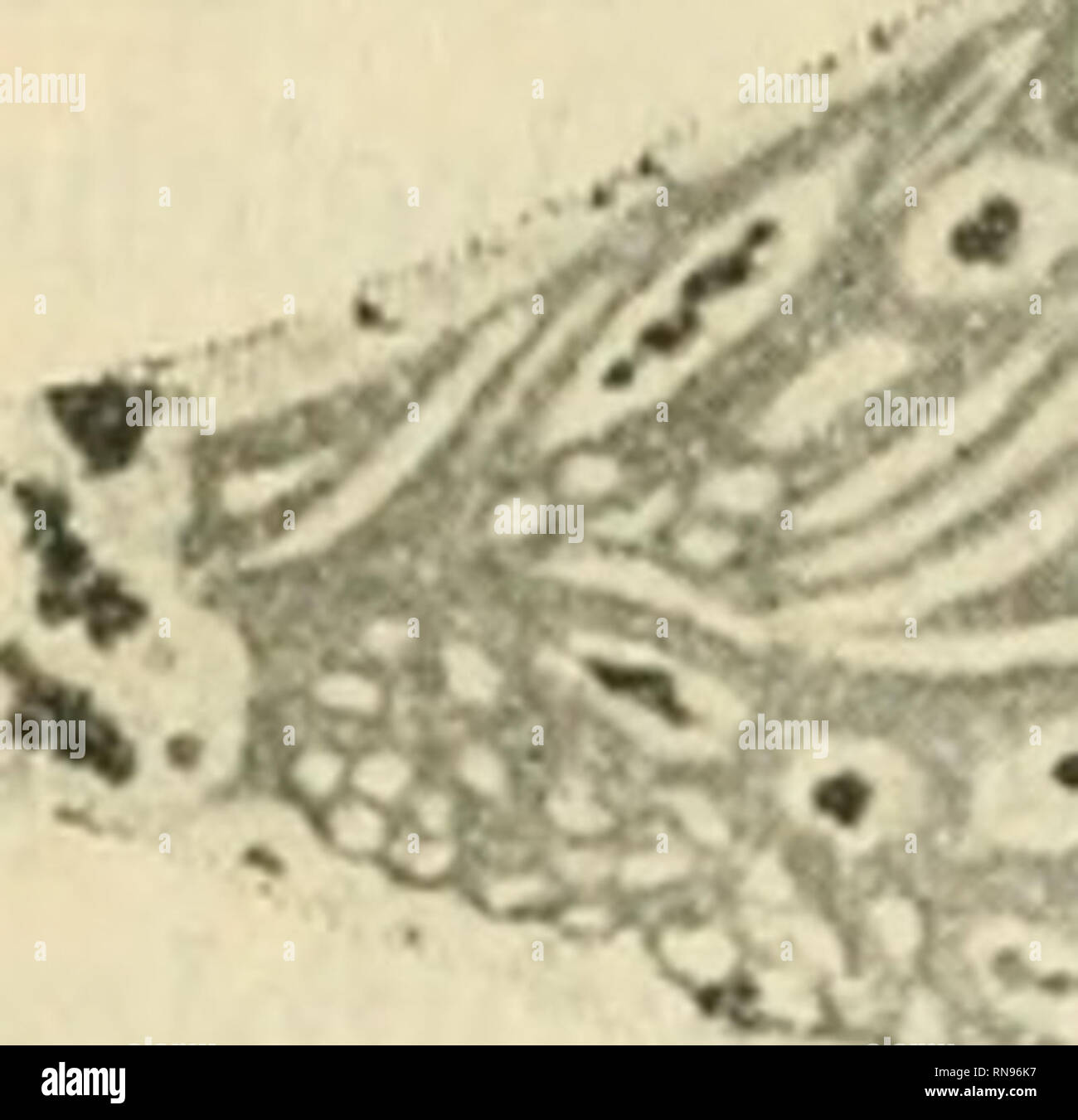 Tigroid High Resolution Stock Photography and Images - Alamy