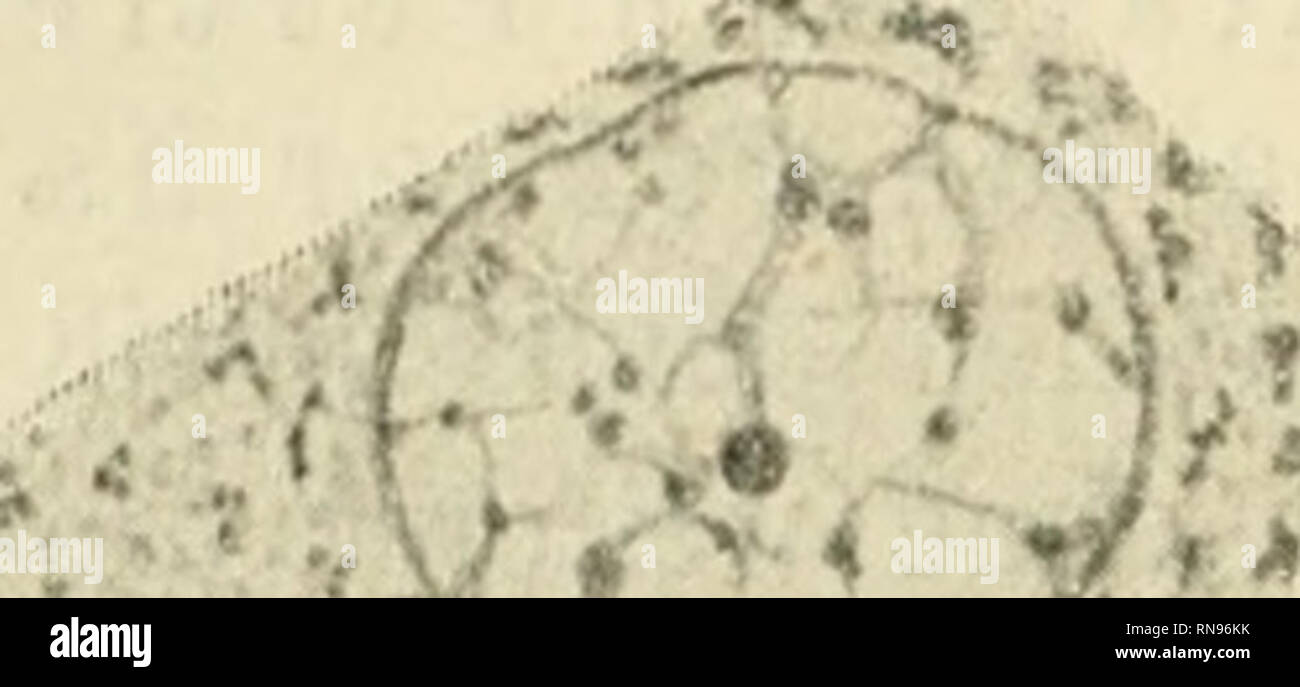 Tigroid High Resolution Stock Photography and Images - Alamy