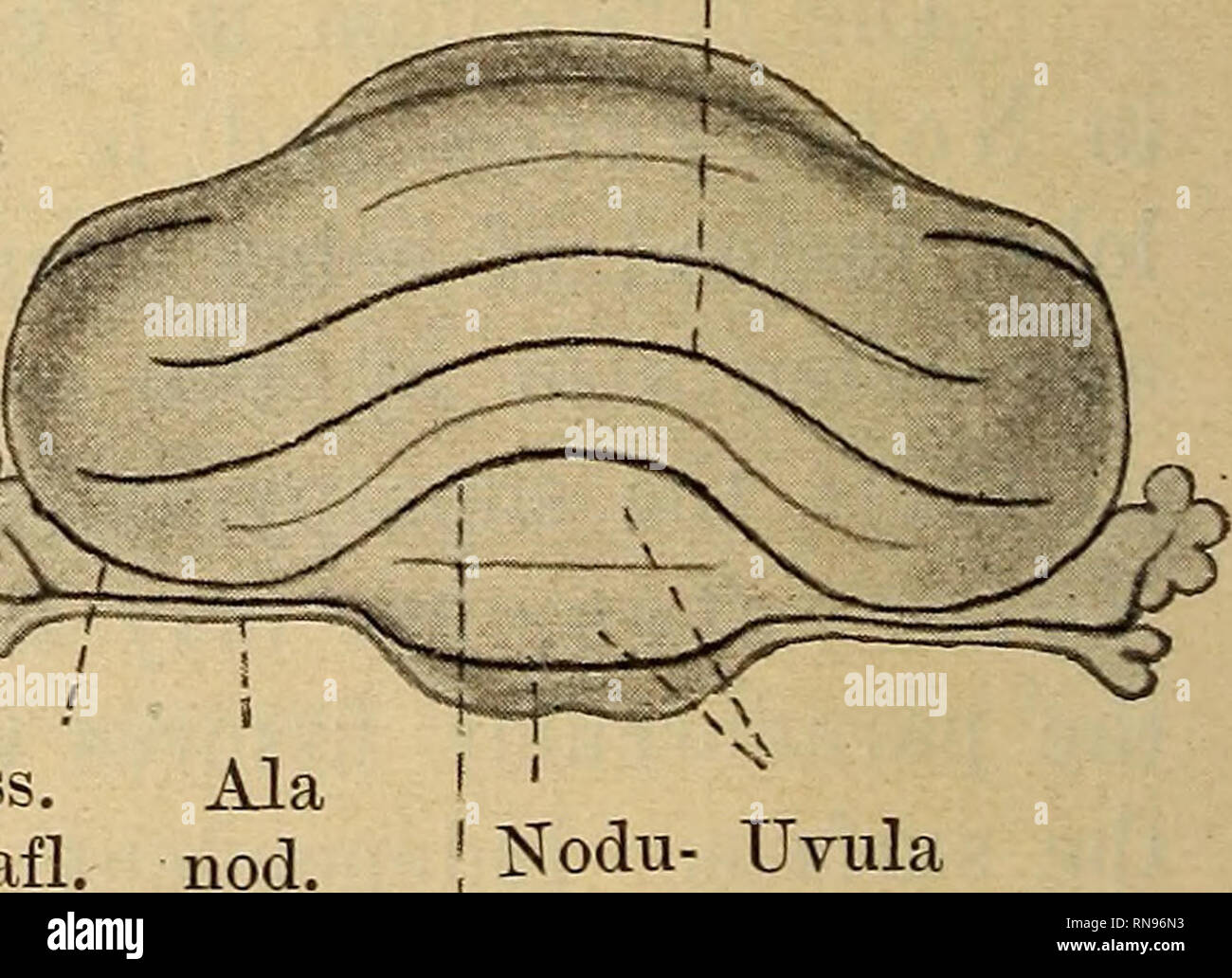 Nodulus hi-res stock photography and images - Alamy