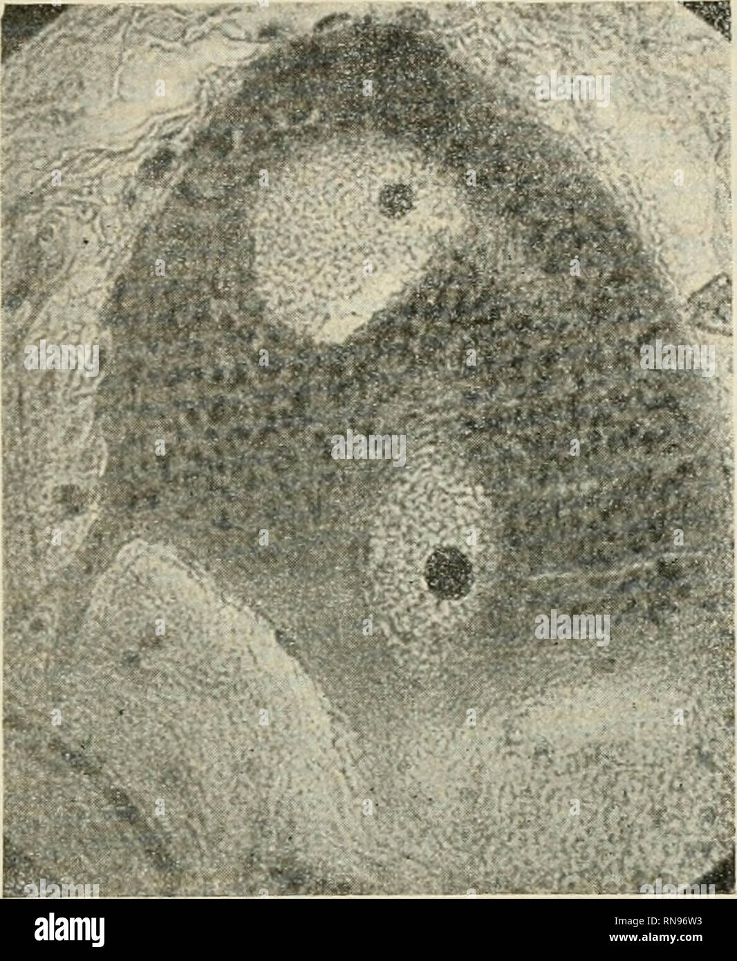 . Anatomischer Anzeiger. Anatomy, Comparative; Anatomy, Comparative ...