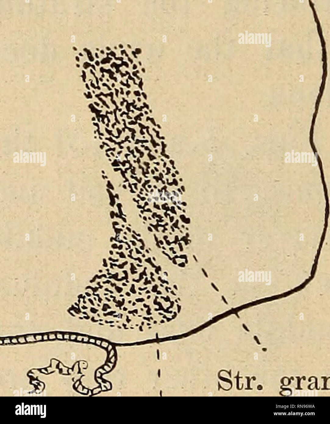 . Anatomischer Anzeiger. Anatomy, Comparative. Fiss. postnodularis ...