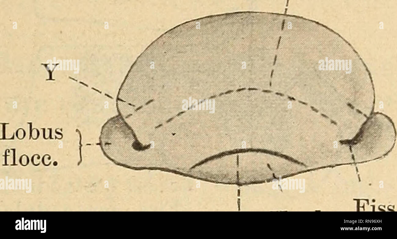 . Anatomischer Anzeiger. Anatomy, Comparative. Lobus ant. s' , Fiss ...