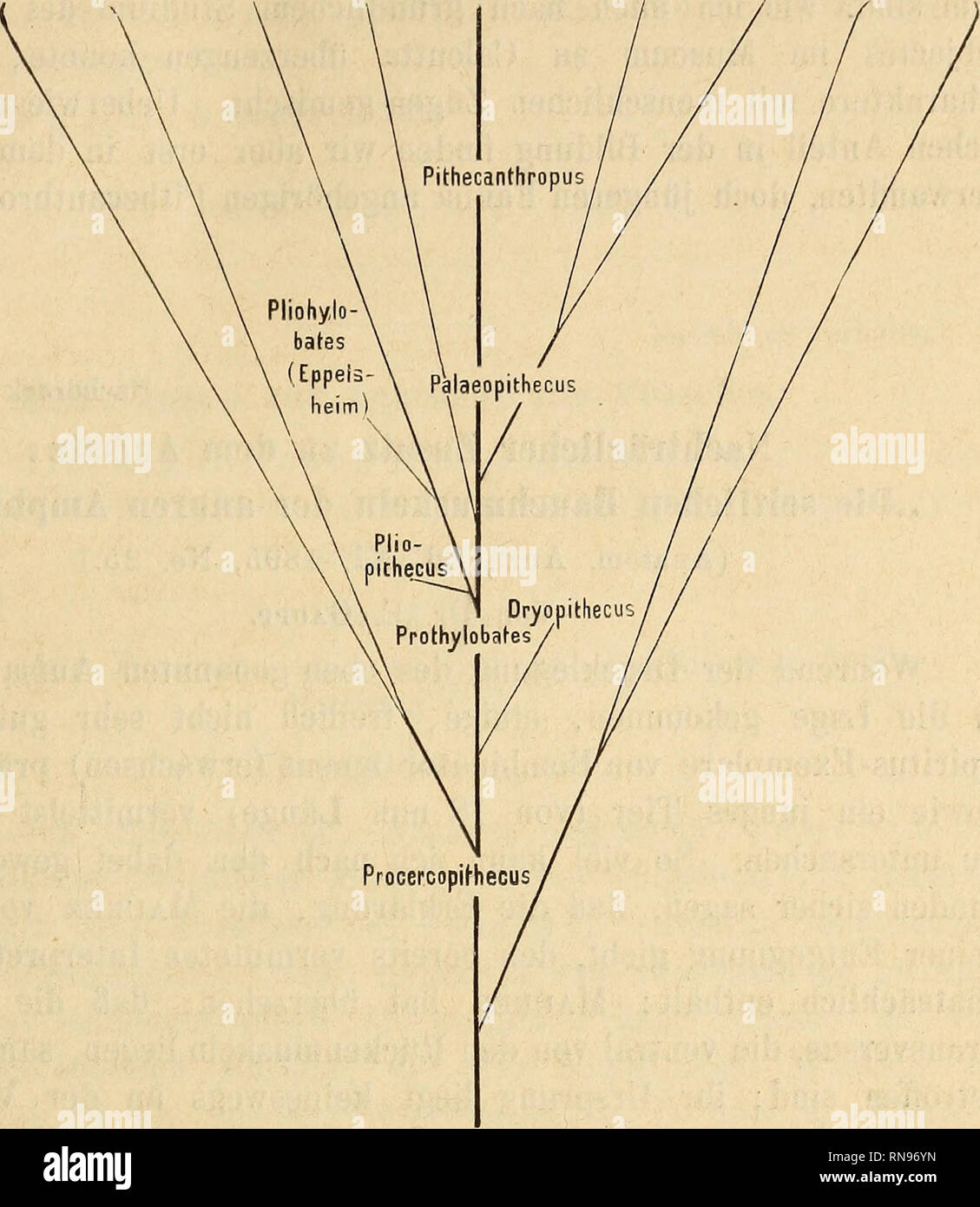 . Anatomischer Anzeiger. Anatomy, Comparative. Cercopithecidac 21 ...