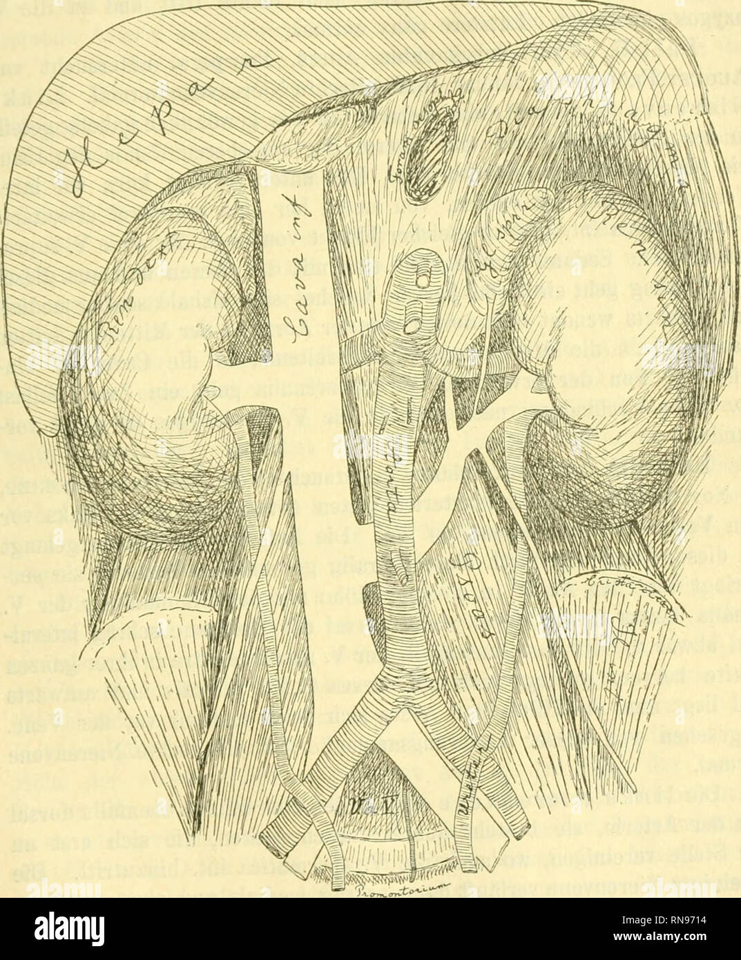Nierenvene hi-res stock photography and images - Alamy