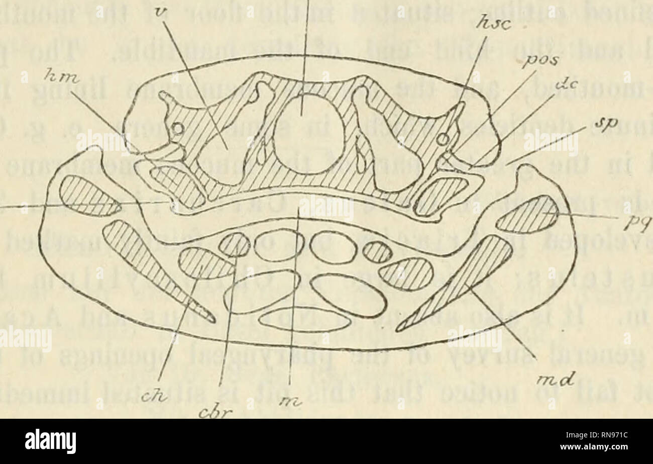 . Anatomischer Anzeiger. Anatomy, Comparative; Anatomy, Comparative ...