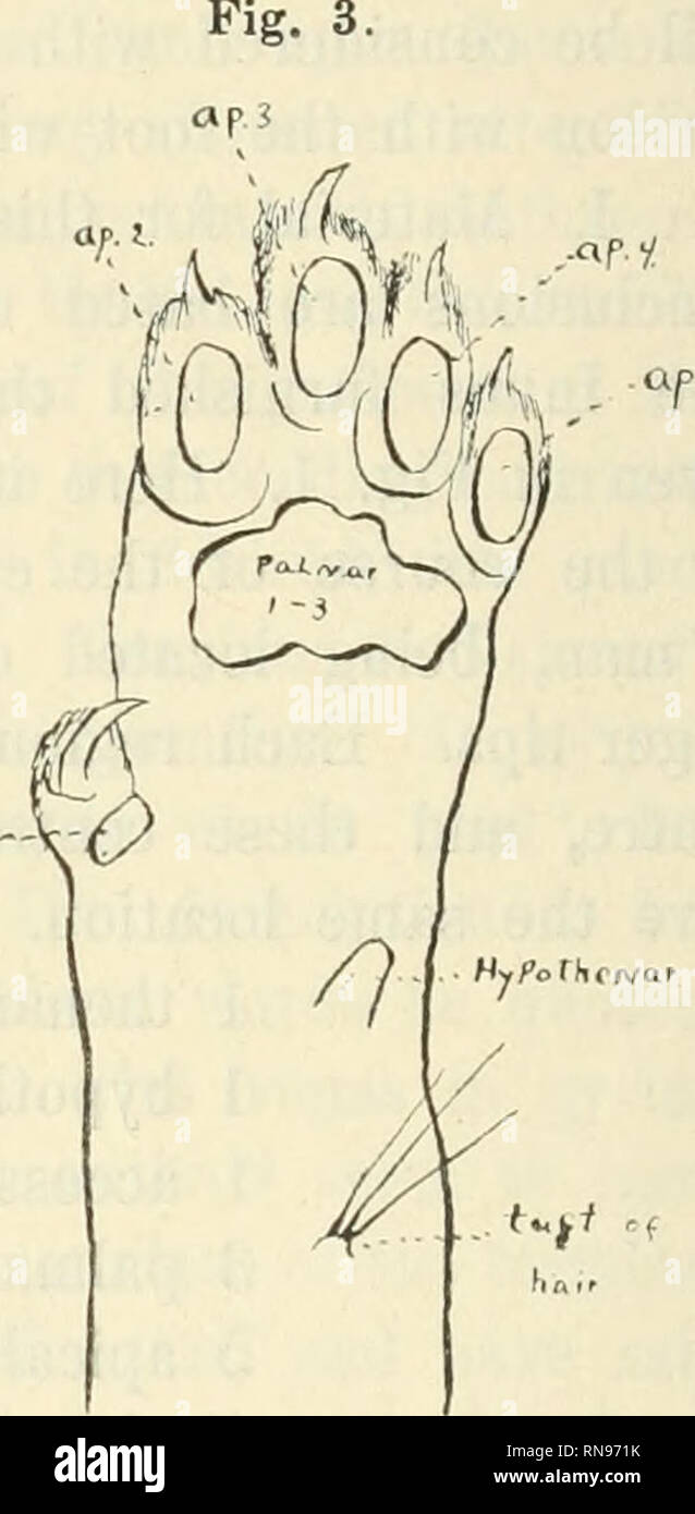 Cat paw anatomy hi-res stock photography and images - Alamy
