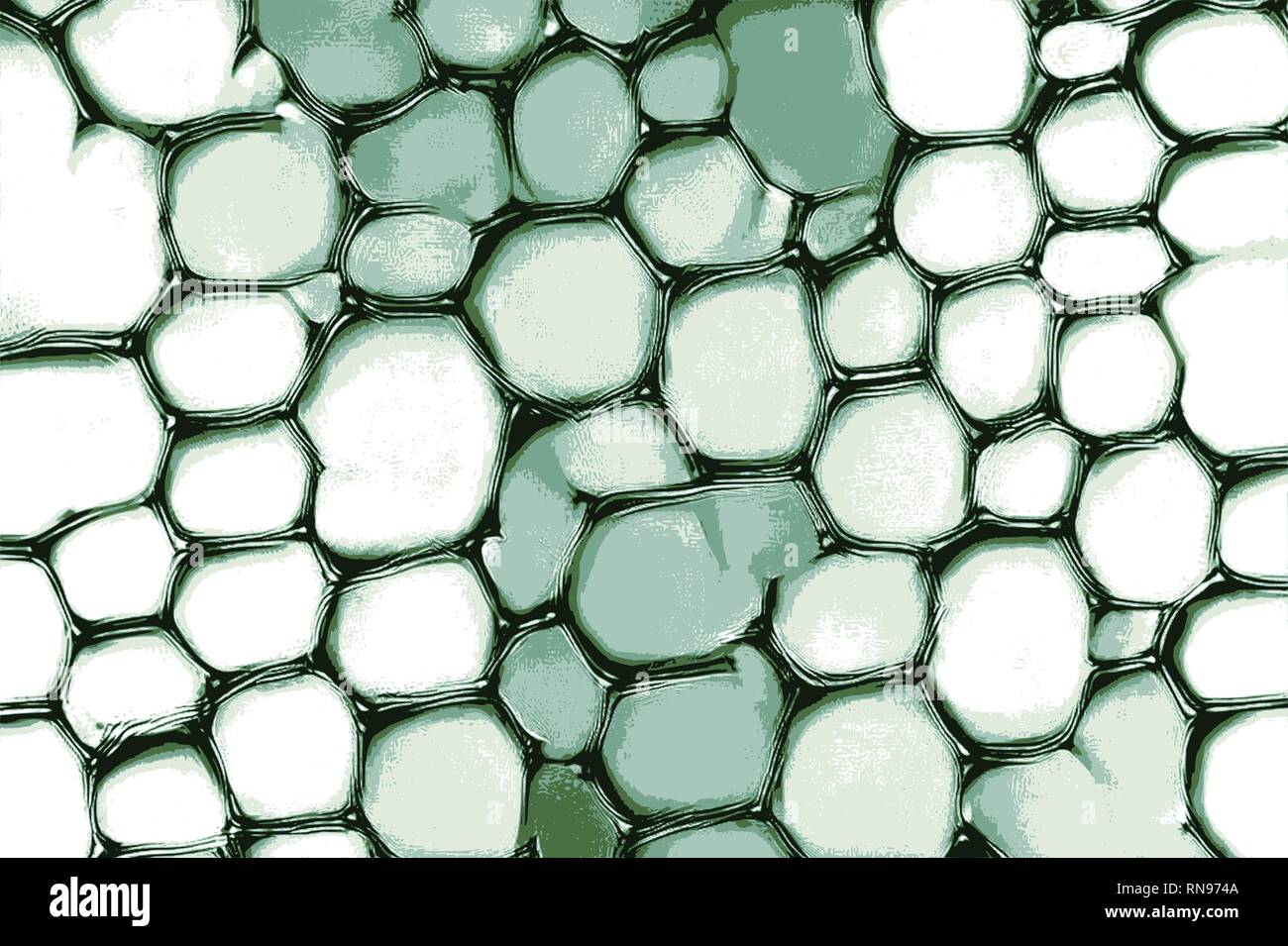 Green biological cells and membrane under the microscope Stock Photo ...