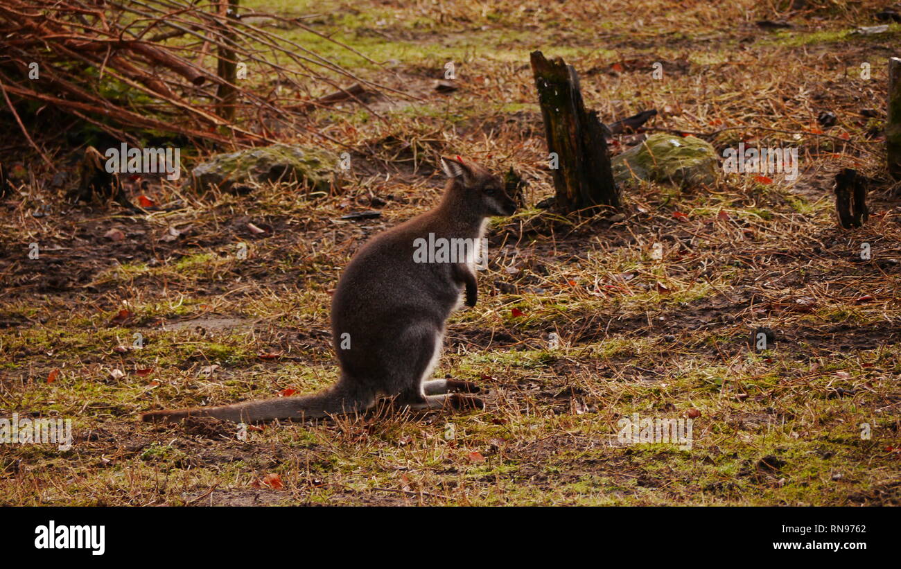 Longleat Safari and Adventure Park, Longleat House, Horningsham ...