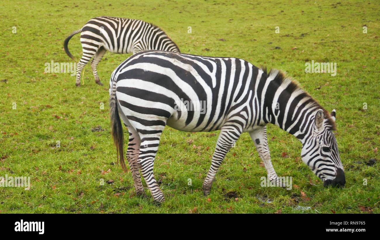 Zebra at Longleat Safari and Adventure Park, Longleat House ...
