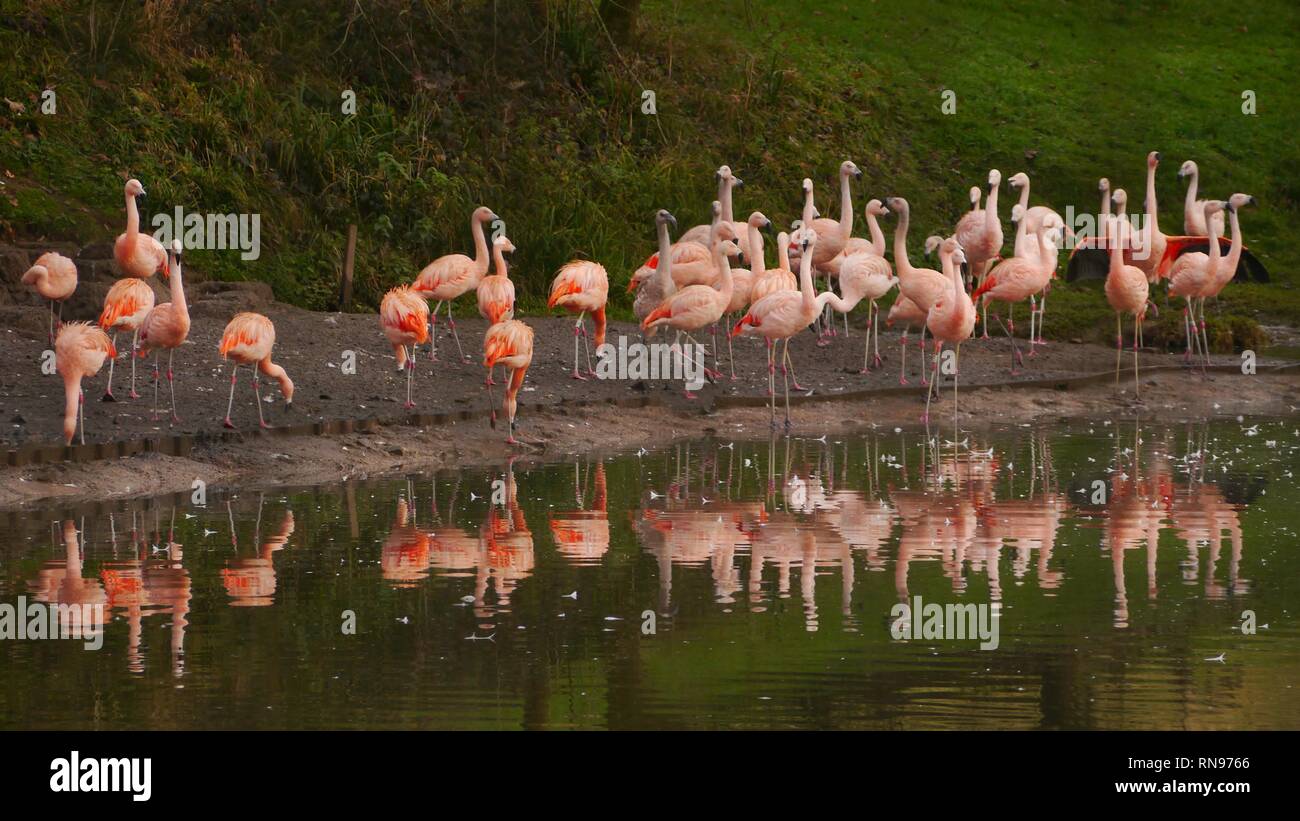 Flamingos at Longleat Safari and Adventure Park, Longleat House ...