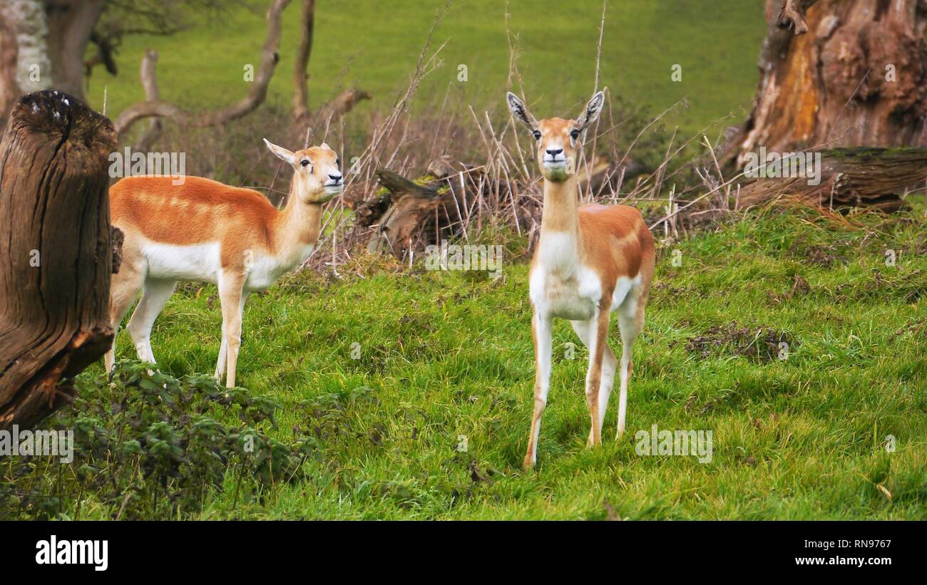 Longleat Safari and Adventure Park, Longleat House, Horningsham ...