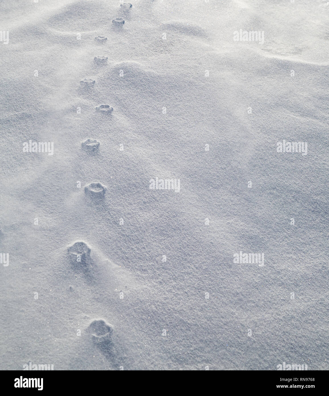 Haute relief of a dog`s paw prints in blowing snow. Strong winds have ...