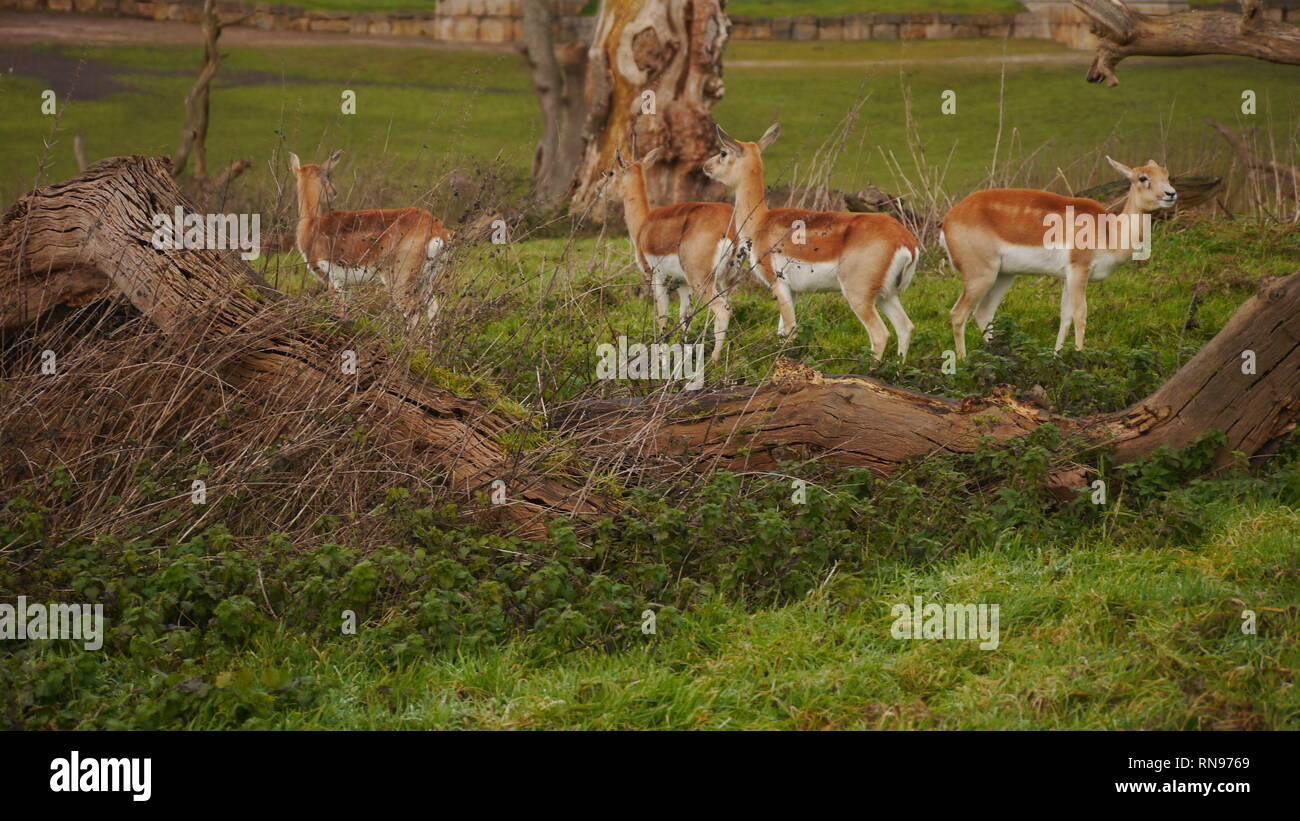 Longleat Safari and Adventure Park, Longleat House, Horningsham ...