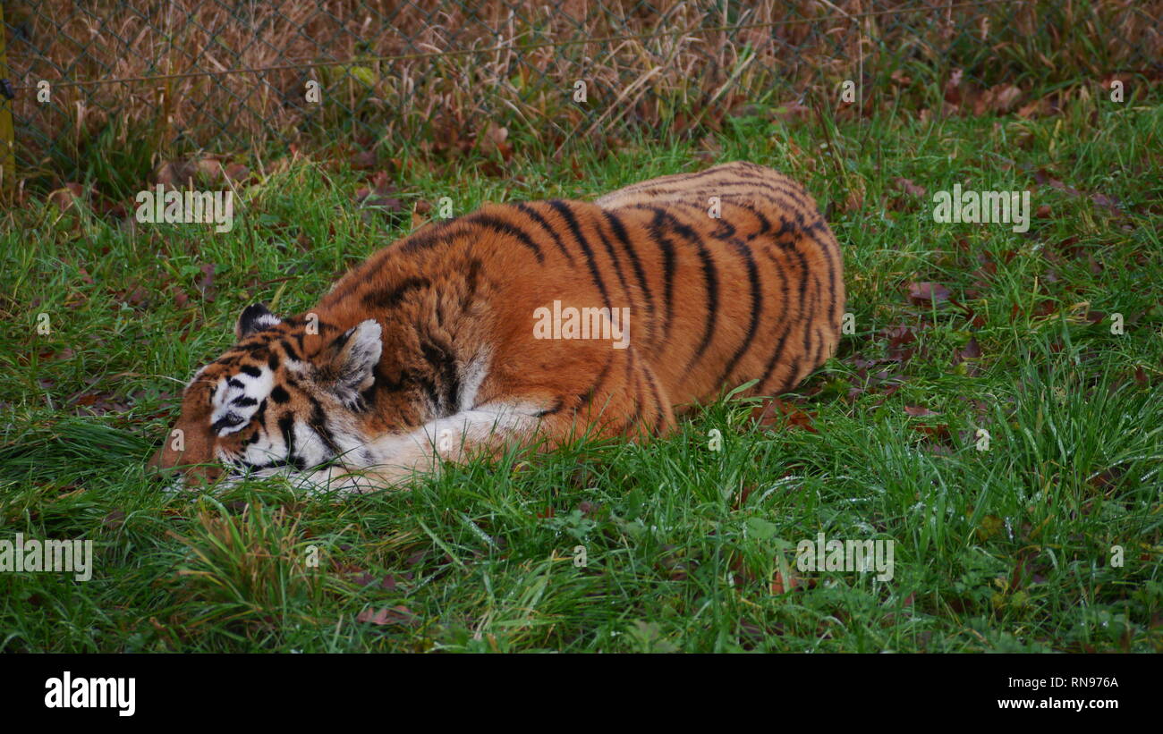 Tiger at Longleat Safari and Adventure Park, Longleat House ...