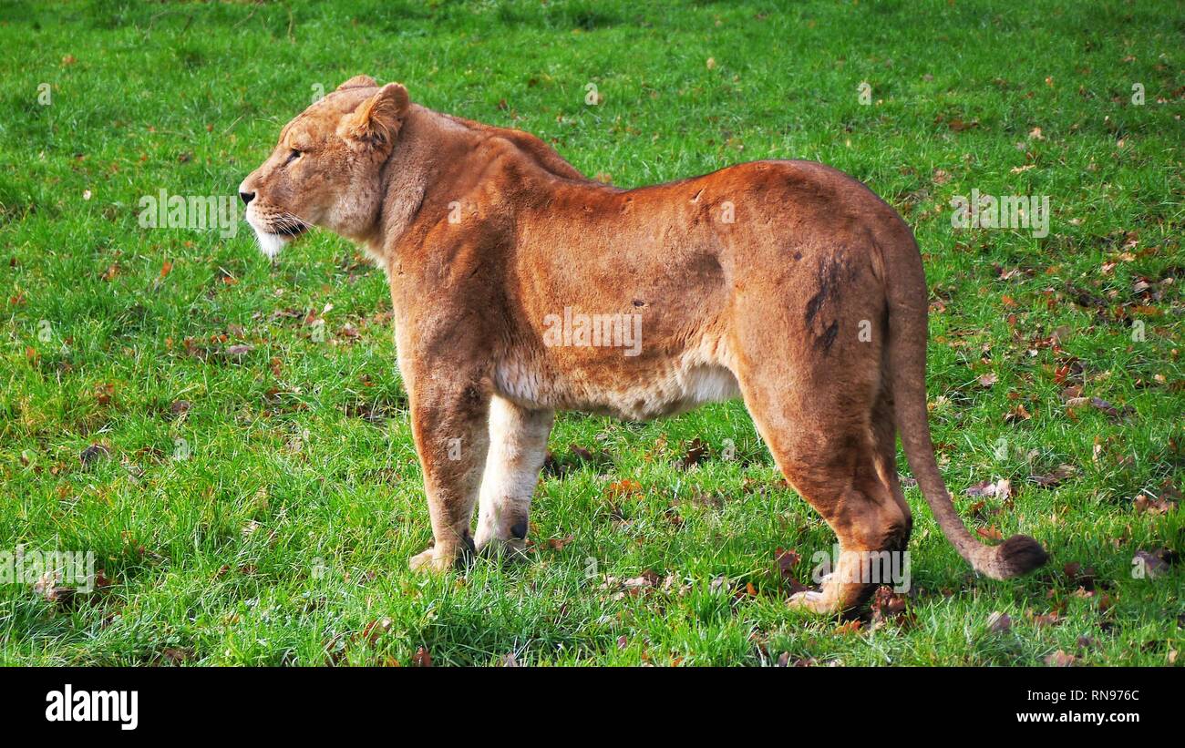 Lioness and lions at longleat hi-res stock photography and images - Alamy