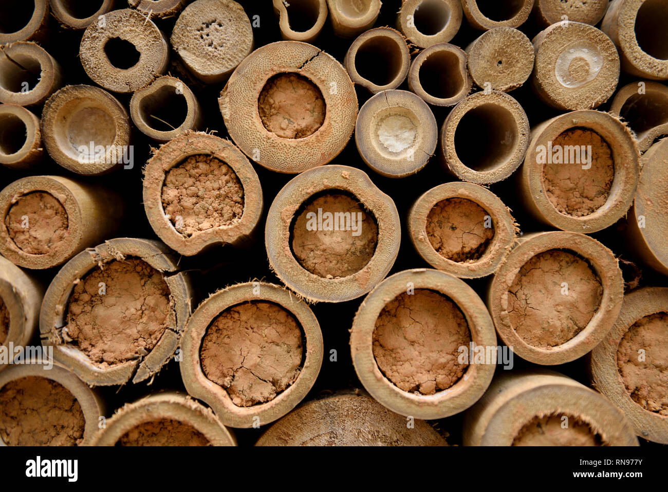 Mud Tube High Resolution Stock Photography and Images - Alamy