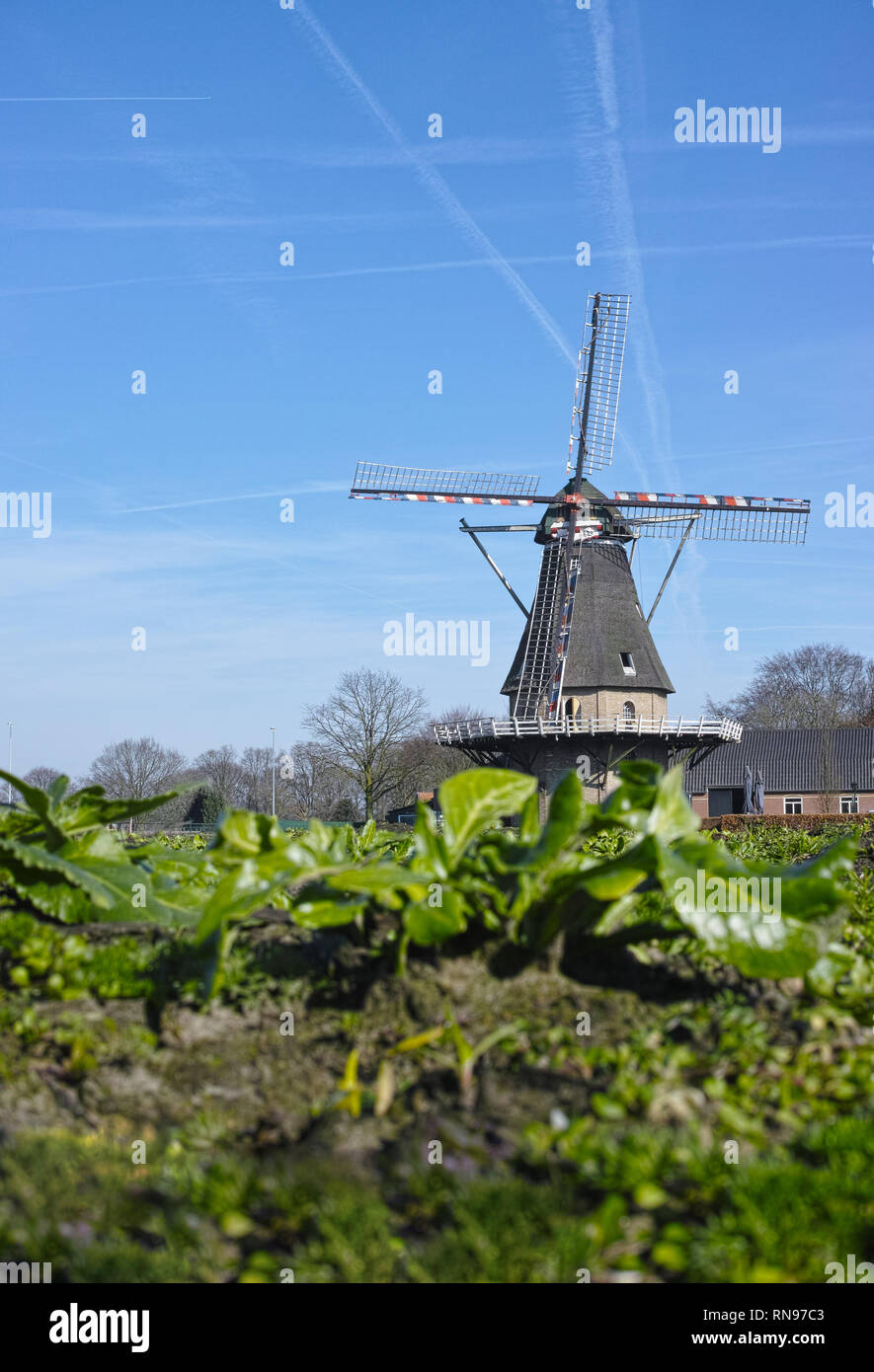 Spring landscape with traditional Dutch windmill in Brabant near Oerle ...
