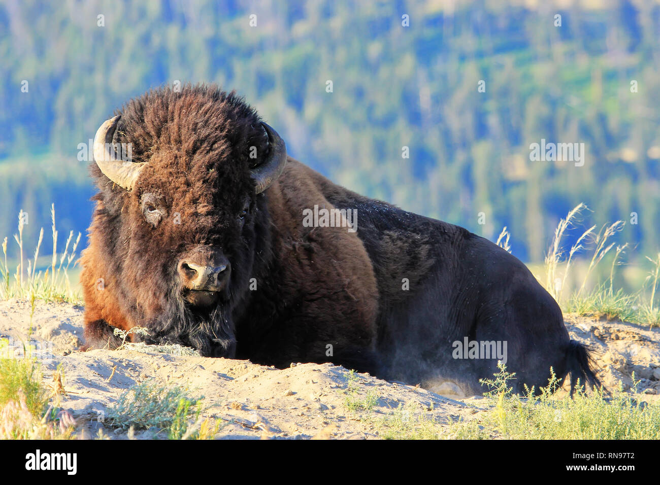 Bison bull hi-res stock photography and images - Alamy
