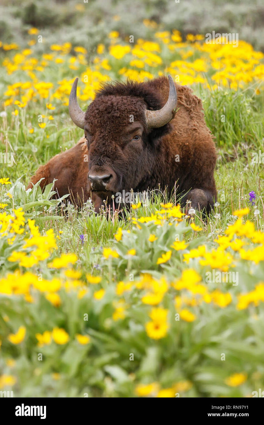 Male bison lying in the field with flowers, Yellowstone National Park ...