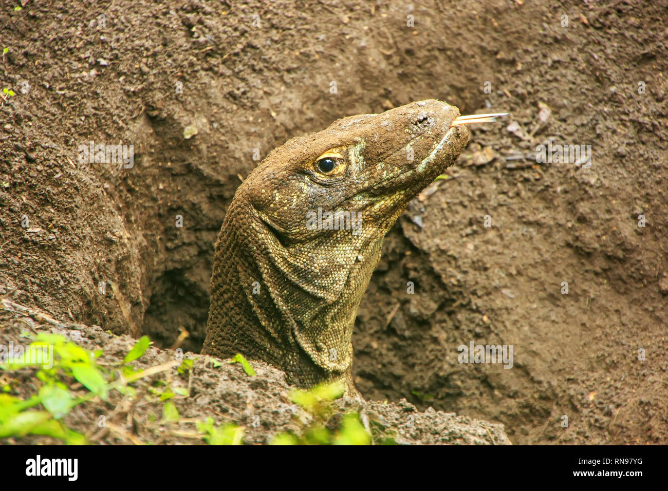 Portrait of Komodo dragon digging a hole on Rinca Island in Komodo ...