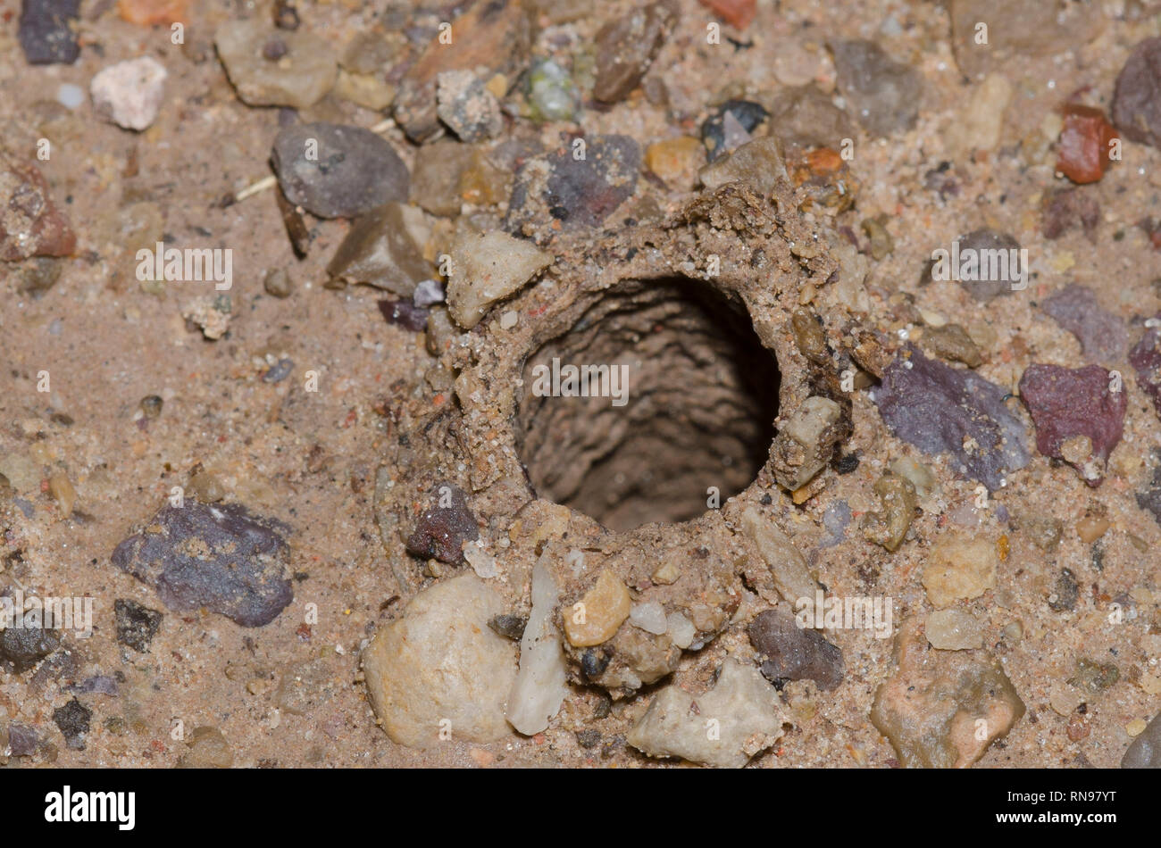 Wolf Spider, Family Lycosidae, burrow Stock Photo - Alamy