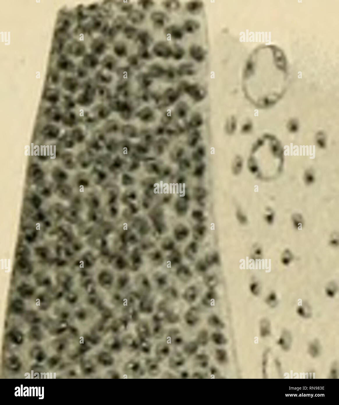 . Anatomische Hefte. Zur Entwickelungsgeschichte d. Ductus ...