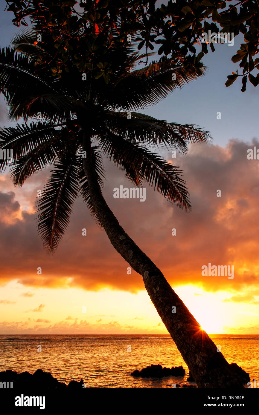 The leaning palm tree hi-res stock photography and images - Alamy