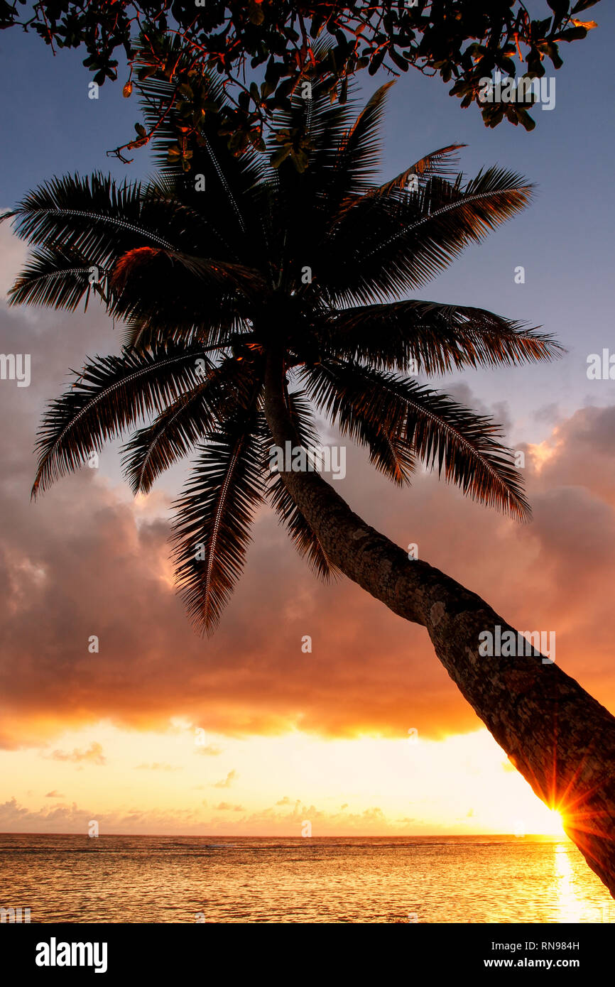 Leaning palm tree at sunrise in Lavena village on Taveuni Island, Fiji ...