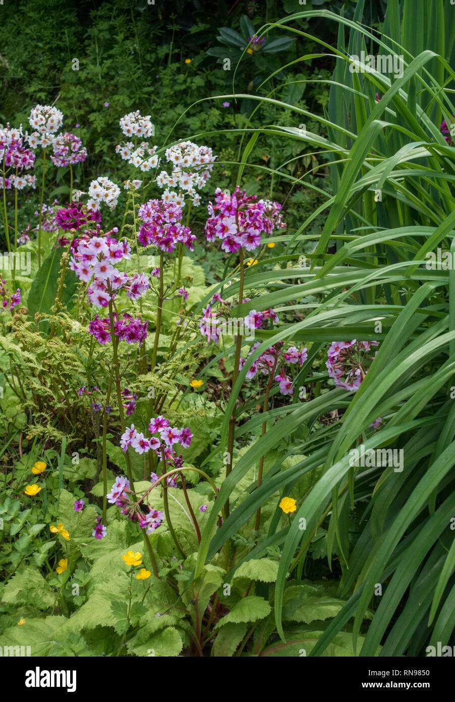 Tall Primrose High Resolution Stock Photography and Images - Alamy