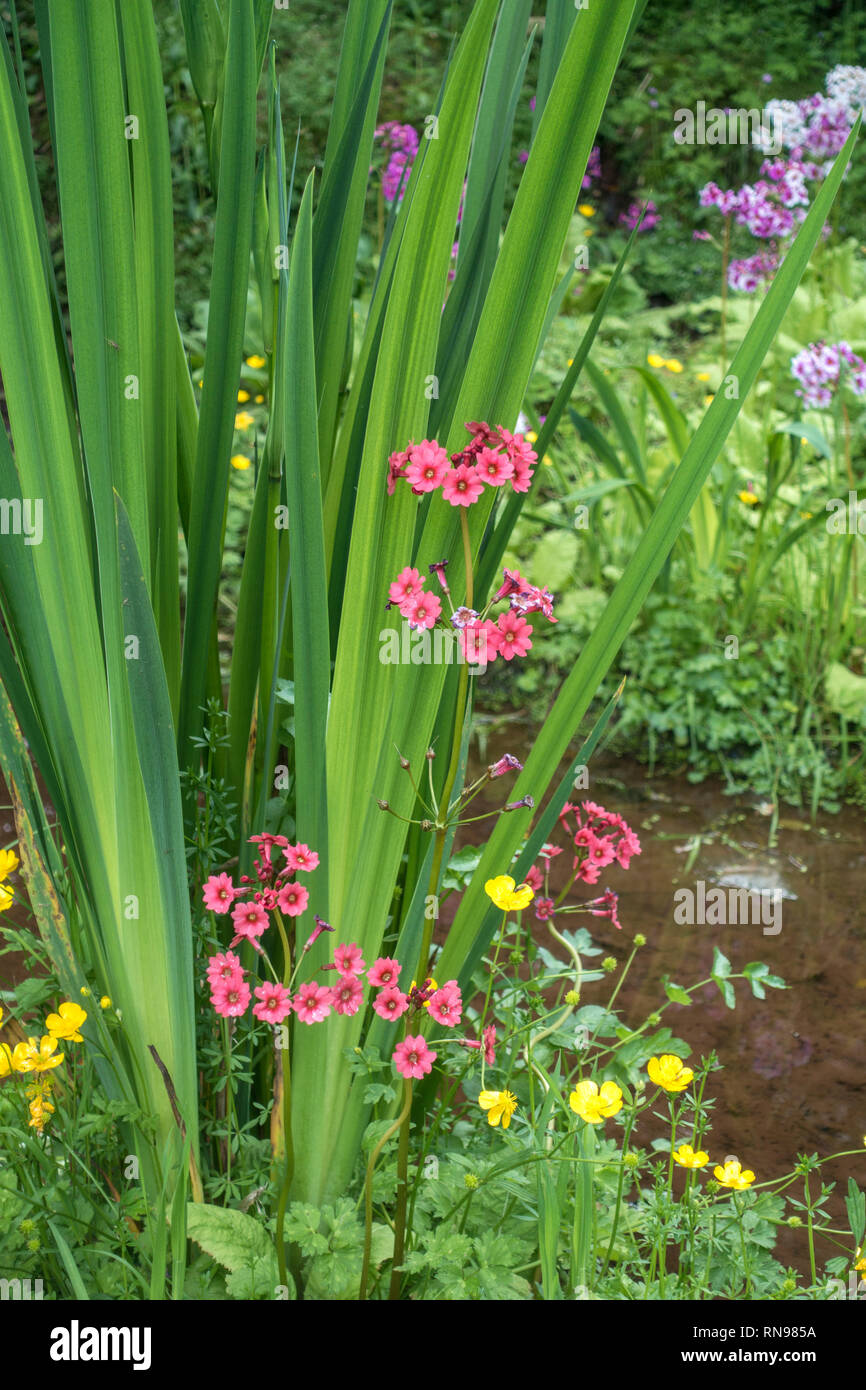 Tall perennials hi-res stock photography and images - Alamy