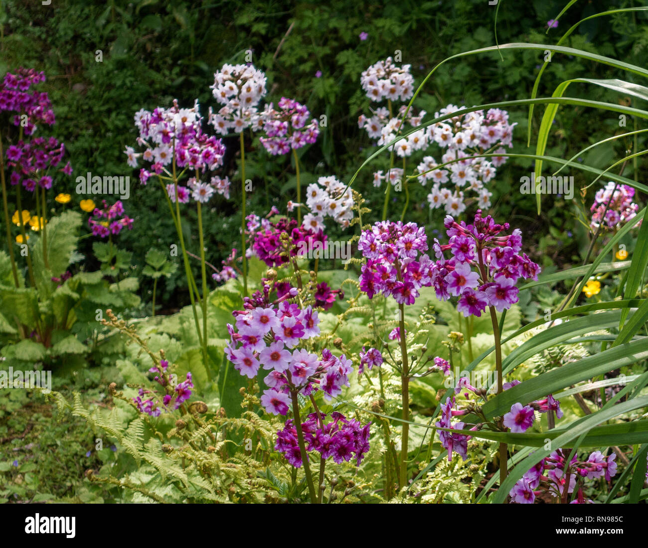 Primula tall Candelabra Primroses Stock Photo - Alamy