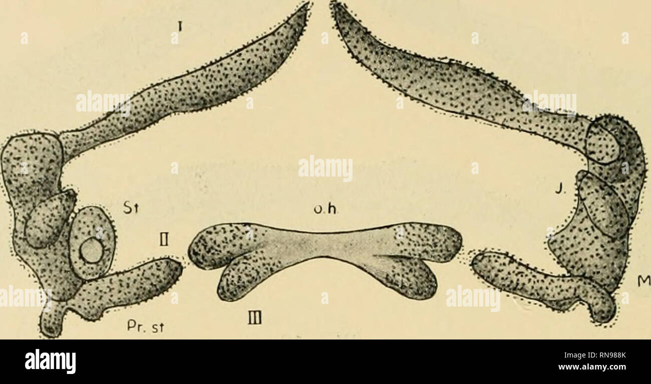. Anatomische Hefte. 69U ERICH GÖRS, später der Processus styloideus ...