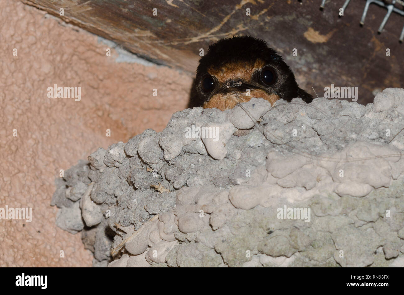 Barn swallow nest hi-res stock photography and images - Alamy