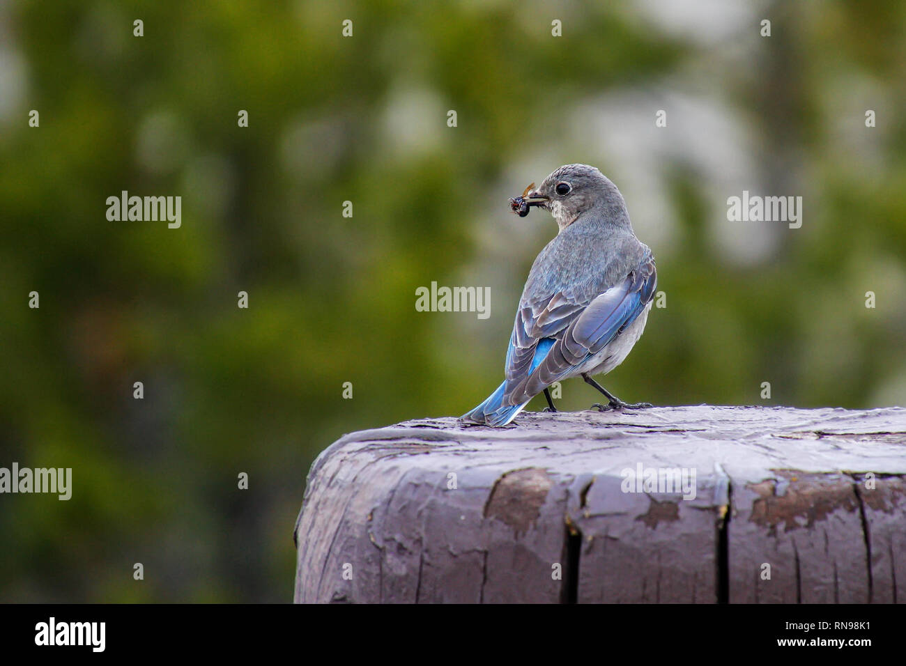 Western bluebird female hi-res stock photography and images - Alamy
