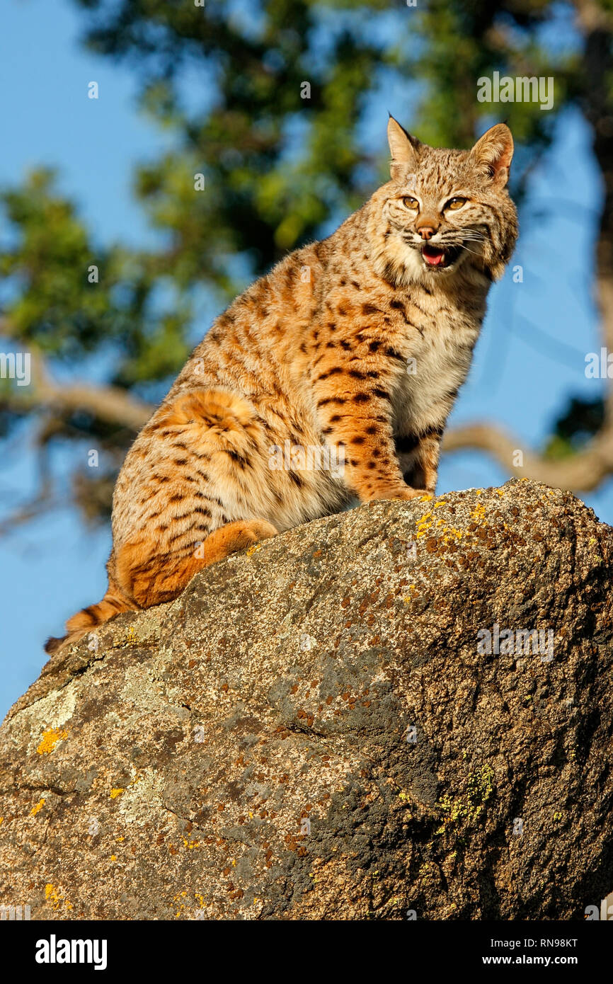 Bobcat (Lynx rufus) sitting on a rock Stock Photo - Alamy